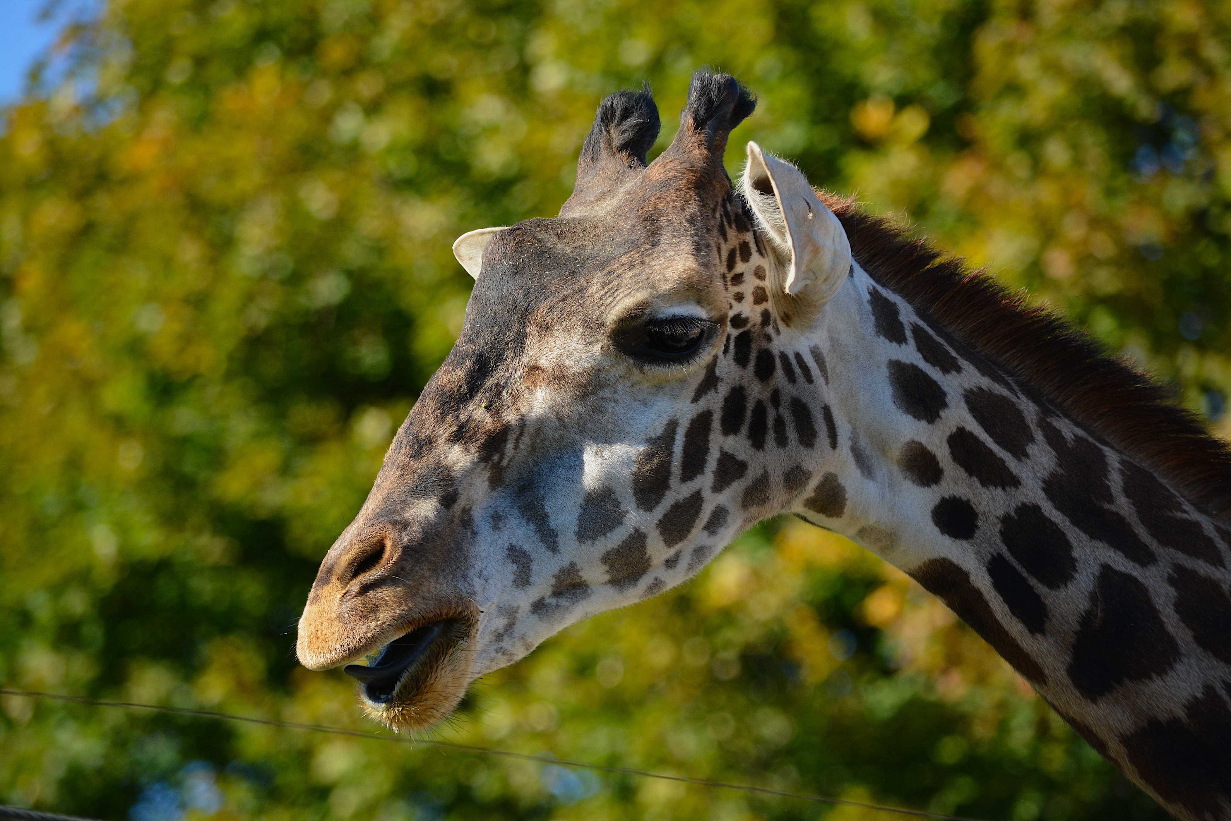 Giraffe dies after fall at Racine Zoo