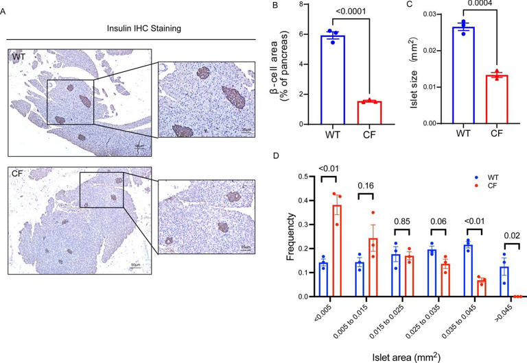 New animal model offers insights into pancreatic disease and diabetes