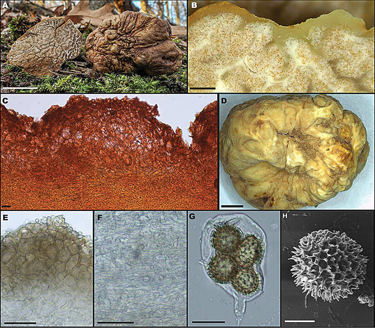 'Dog-found' truffle: Researchers and canines discover two new truffle ...