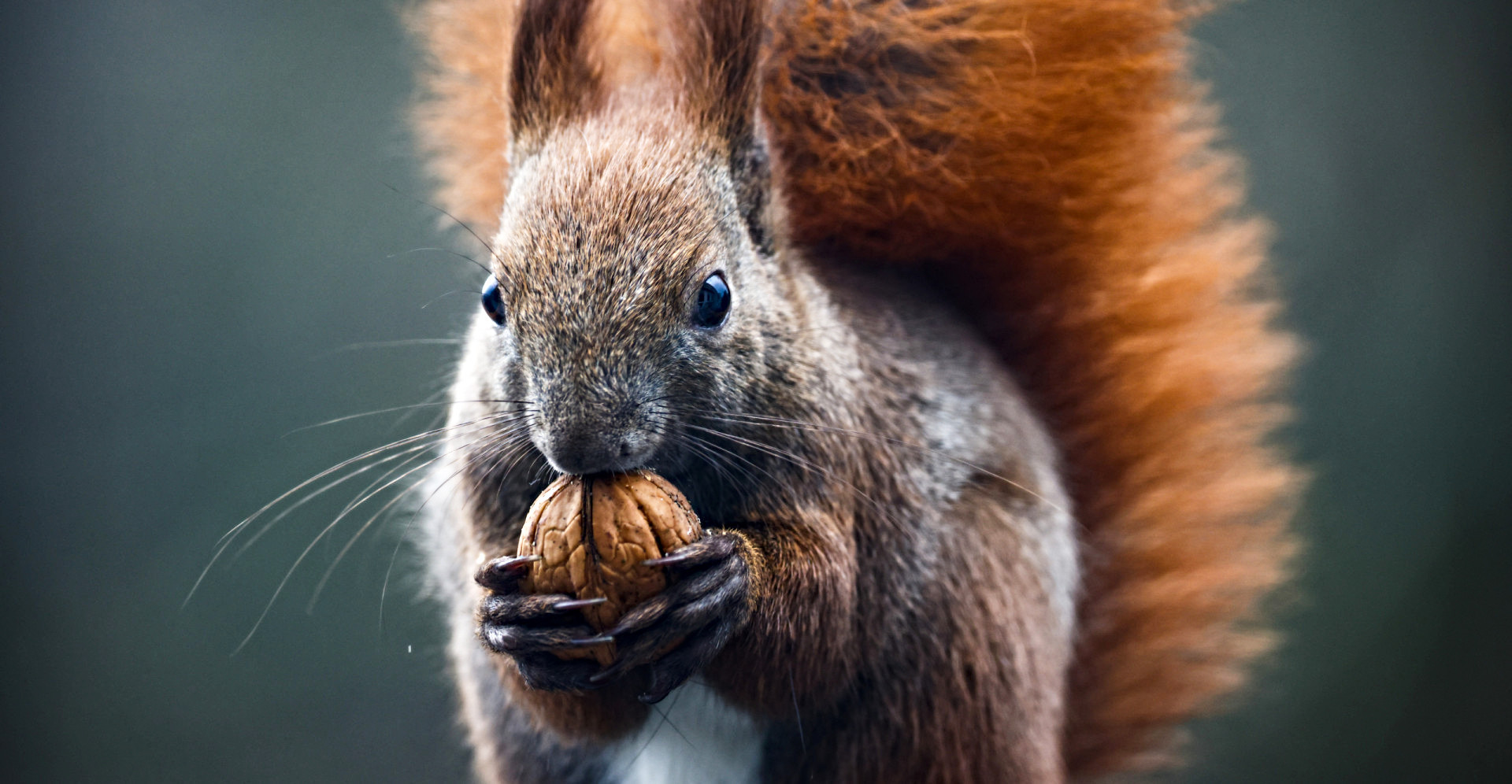 Esquilos: curiosidades que vão mudar sua forma de vê-los