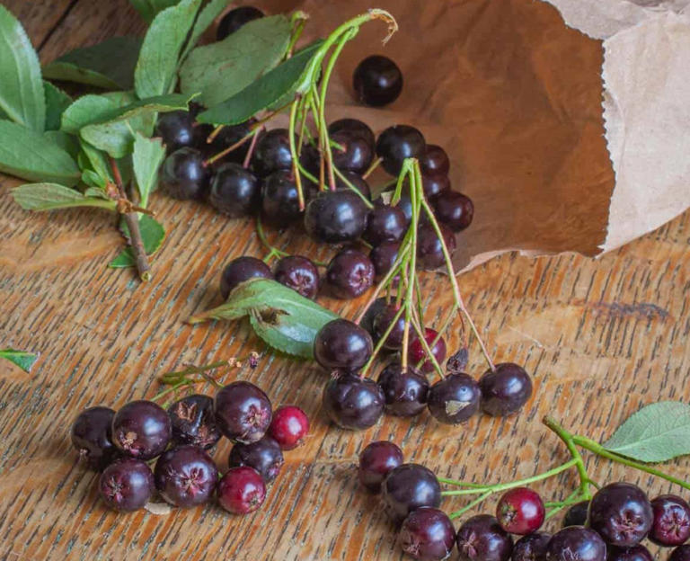 Aronia negra: beneficios, propiedades, cultivo y usos de este superalimento