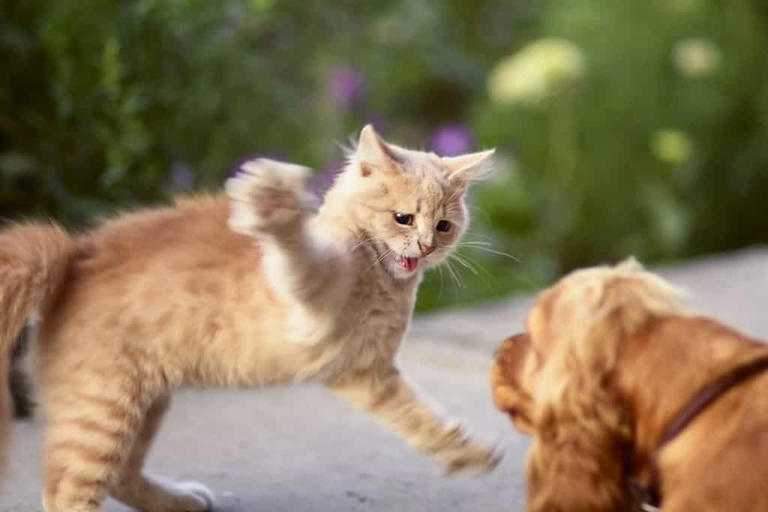 Ruff Relations to Purrfect Peace: Harmonizing Dog & Cat Connections in ...