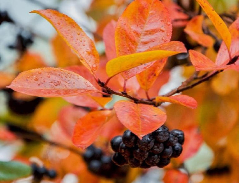 Aronia negra: beneficios, propiedades, cultivo y usos de este superalimento