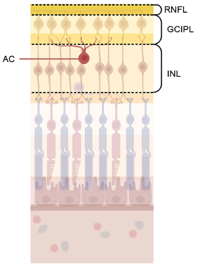 Retinal neurons provide insight into schizophrenia disease mechanisms