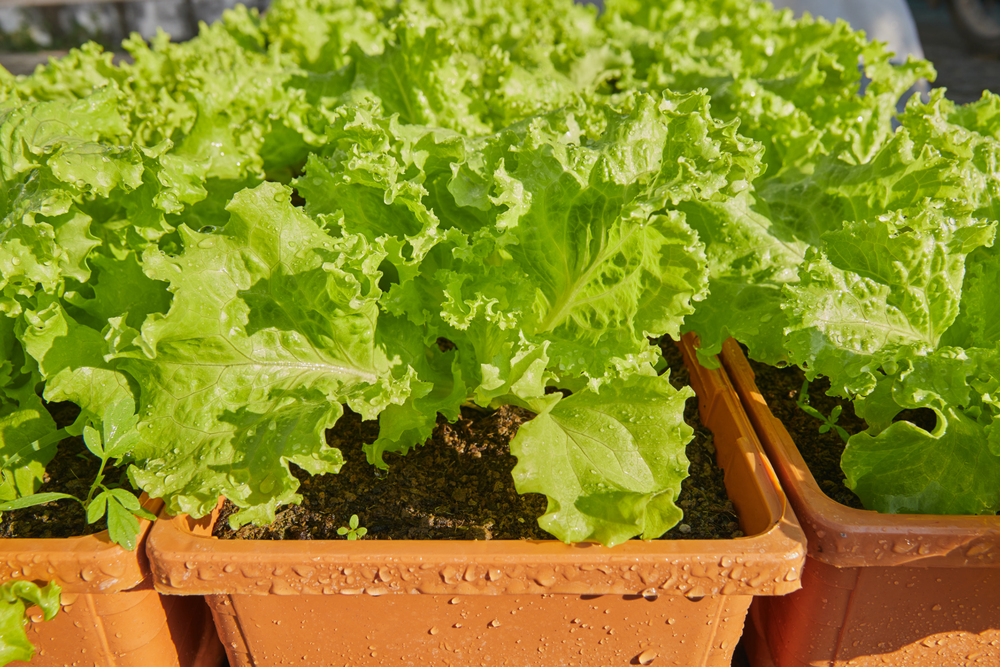 Vegetable garden ideas for every yard size