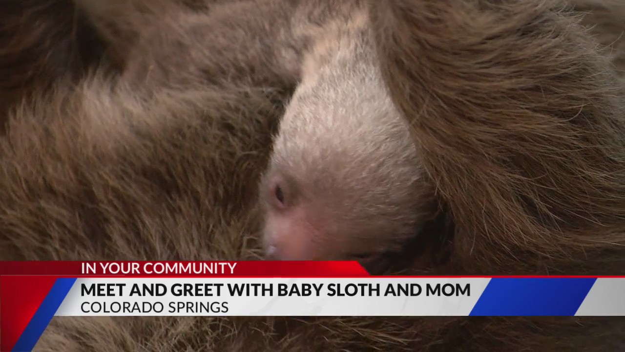 Baby sloth meet and greet at Cheyenne Mountain Zoo