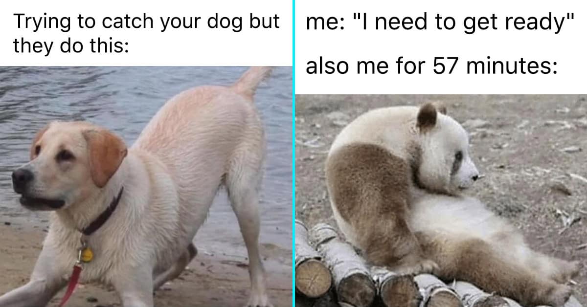 45 Wholesome And Funny Animal Memes To Make Your Week Better (January ...