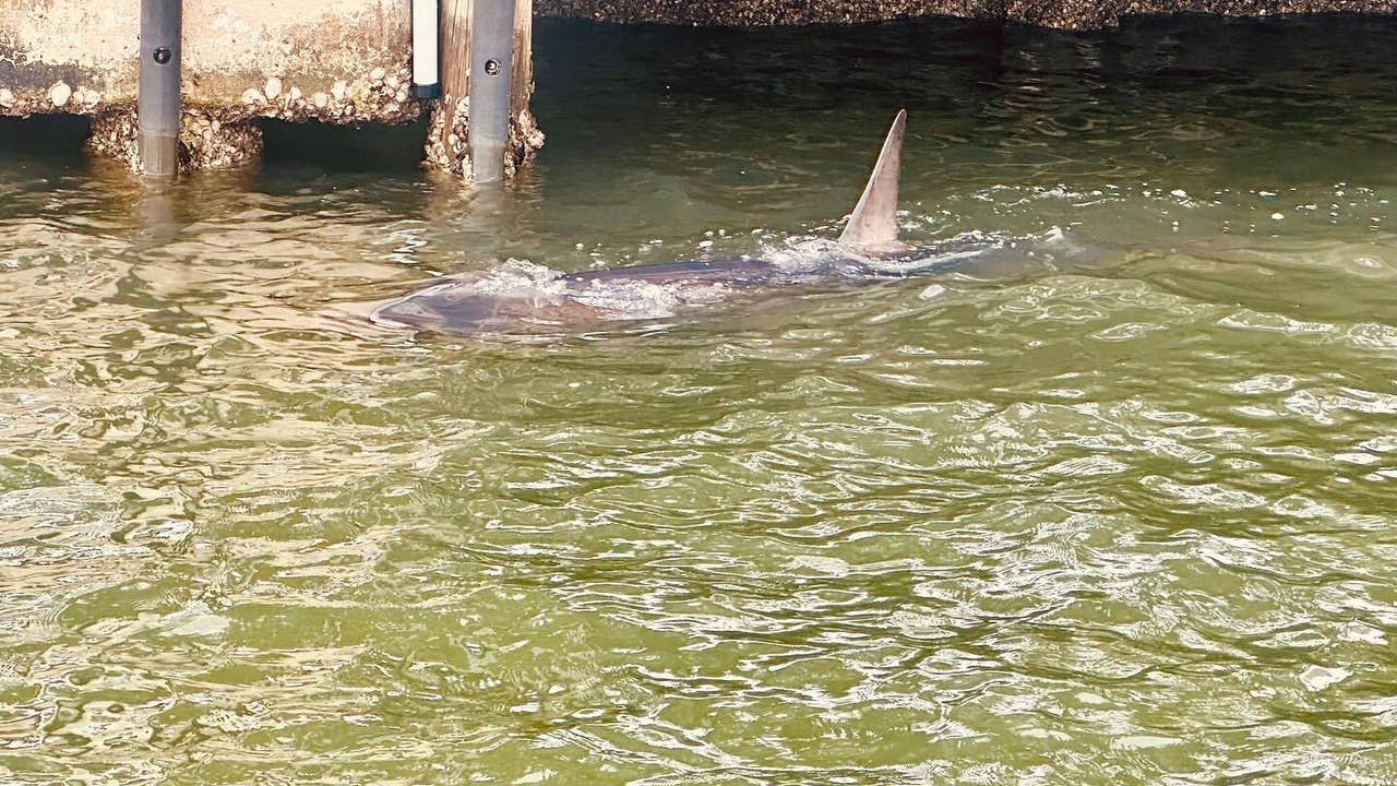 12-foot shark swims into Florida marina: officials