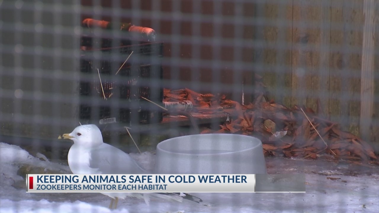 Keeping animals safe in cold weather