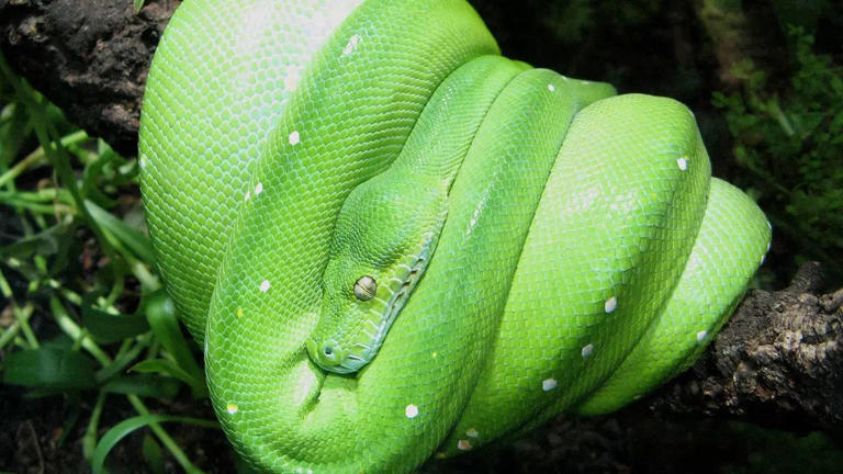 Top 10 colourful snakes in the world from rainbow boa to corn snakes