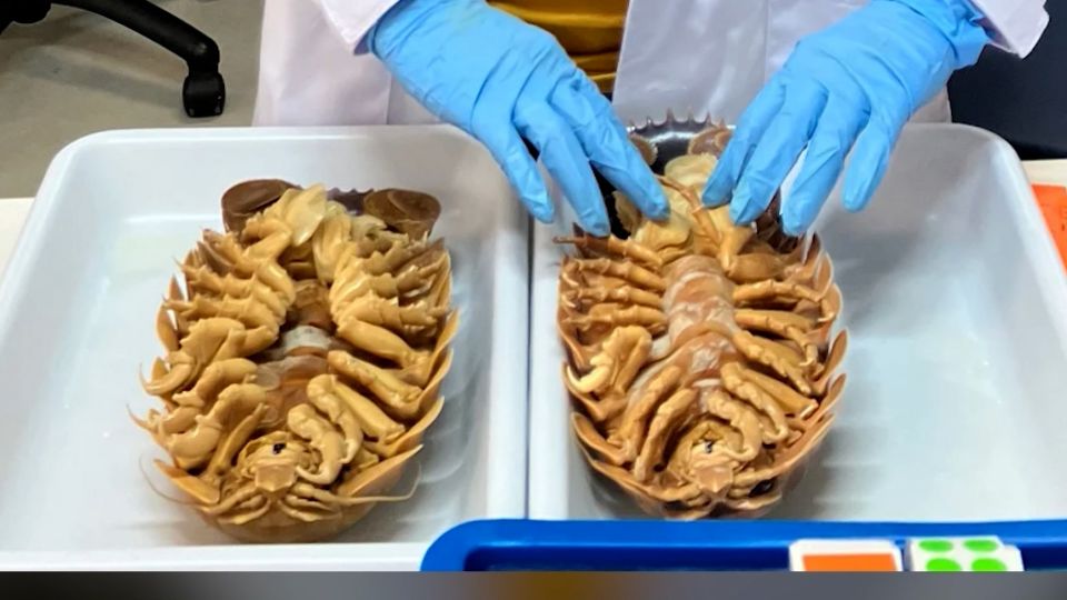 Giant ‘Darth Vader’ sea bug discovered off the coast of Vietnam