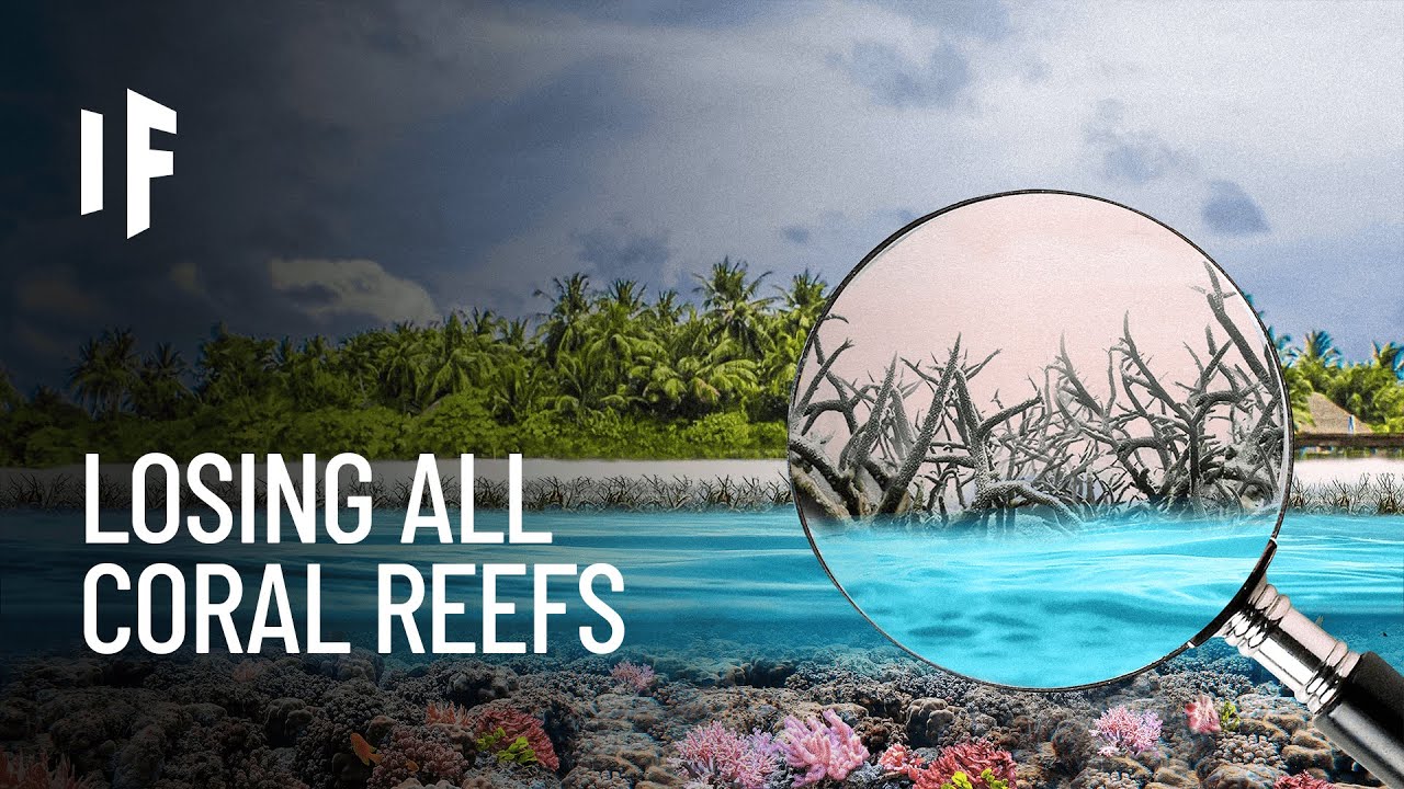 What Earth would face if all coral reefs disappeared