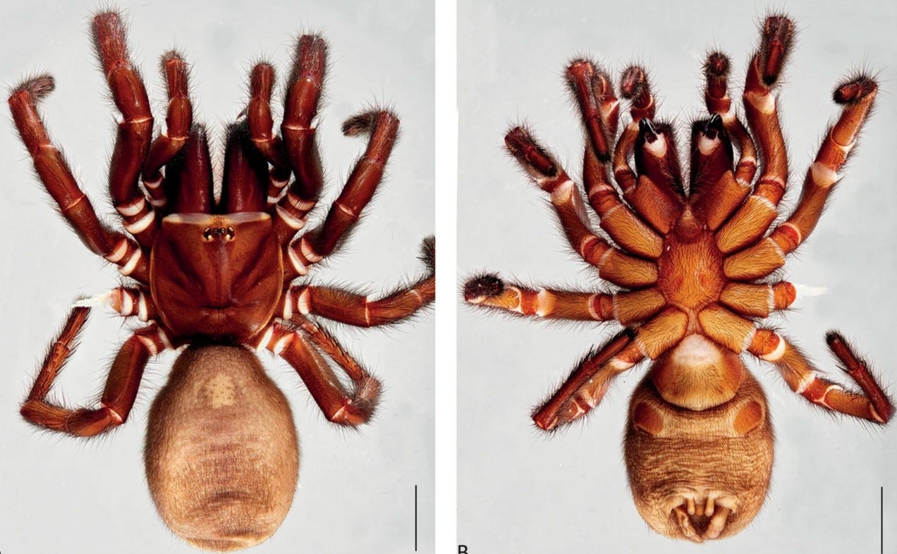 Scientists discover deadly new spider species