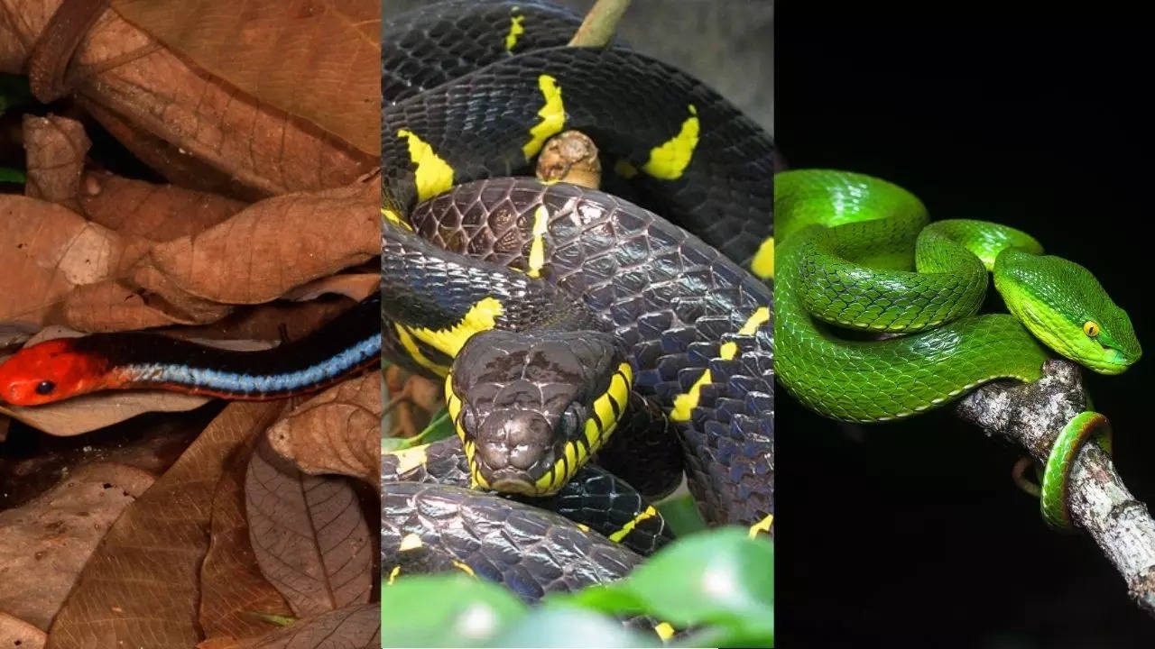 Top 10 colourful snakes in the world from rainbow boa to corn snakes