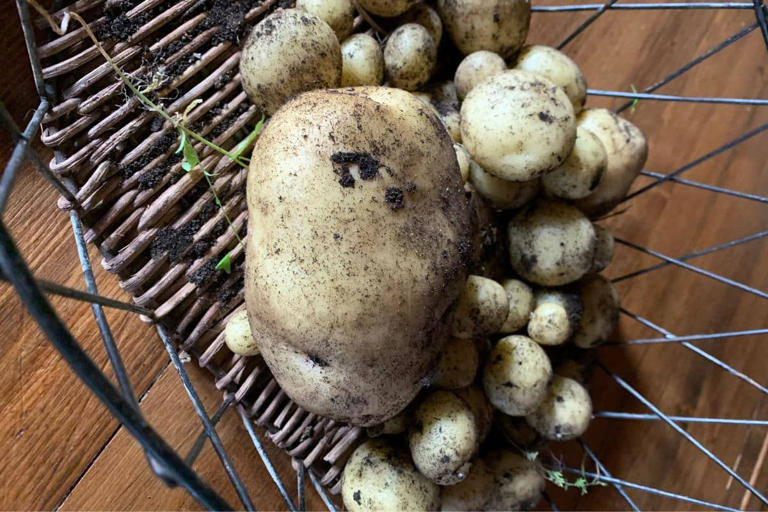 How to Grow Potatoes Indoors: What to Do and Where to Start