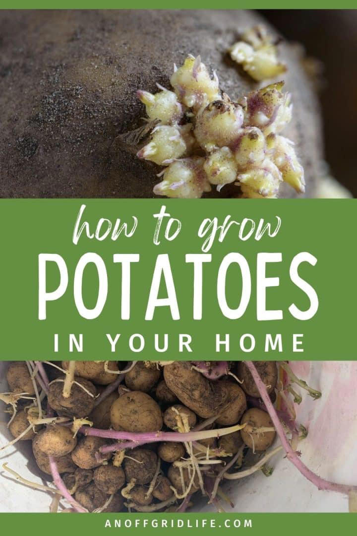 How to Grow Potatoes Indoors: What to Do and Where to Start
