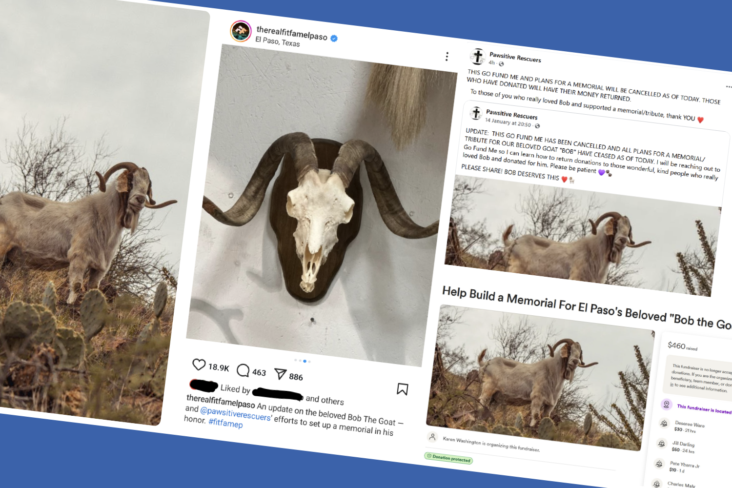 Animal rescuer drops plans for Bob the Goat memorial in El Paso after ...