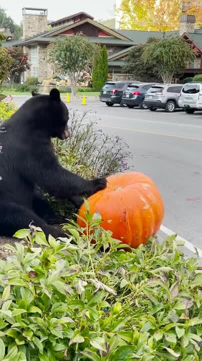 Bear Enjoys Snacking On Pumpkin Display Beside Road