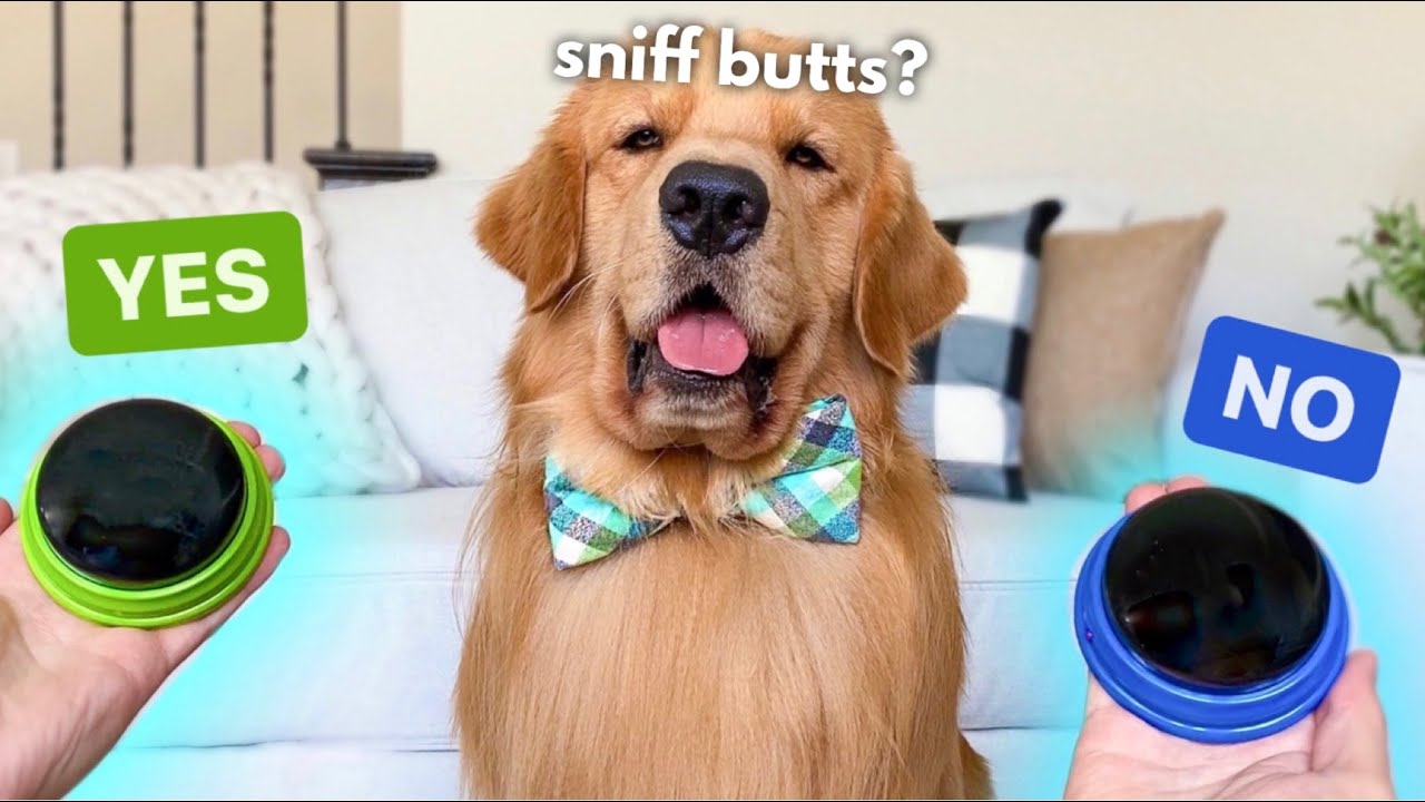 My Dog Answers Fan Questions | Funny Dog Videos