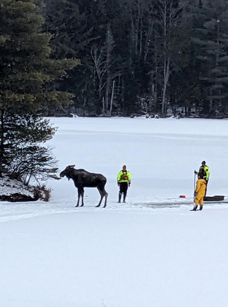 First responders saved a moose that fell through lake ice in New York ...