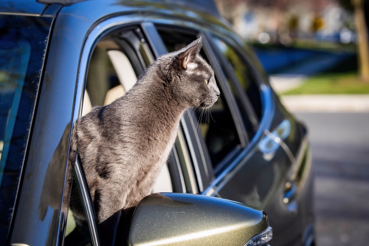 Tabby Cat Outshines Humans with Zen-Like Chill During Epic 10-Hour Car Ride