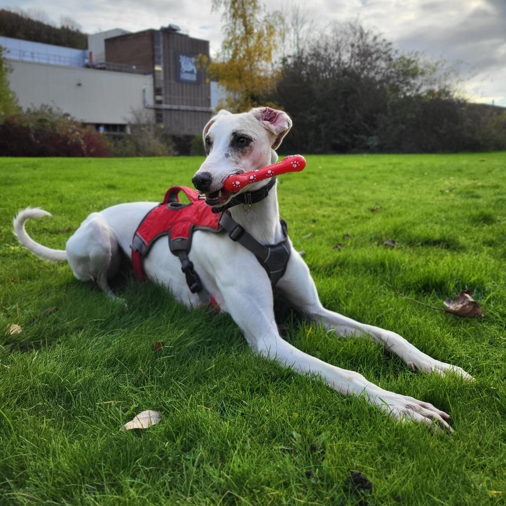 9 cute pictures inside Halifax RSPCA of some adorable animals that need ...