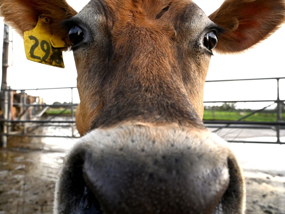 N.S. adjudicator cracks countless cow quips after crash where 'chattel ...