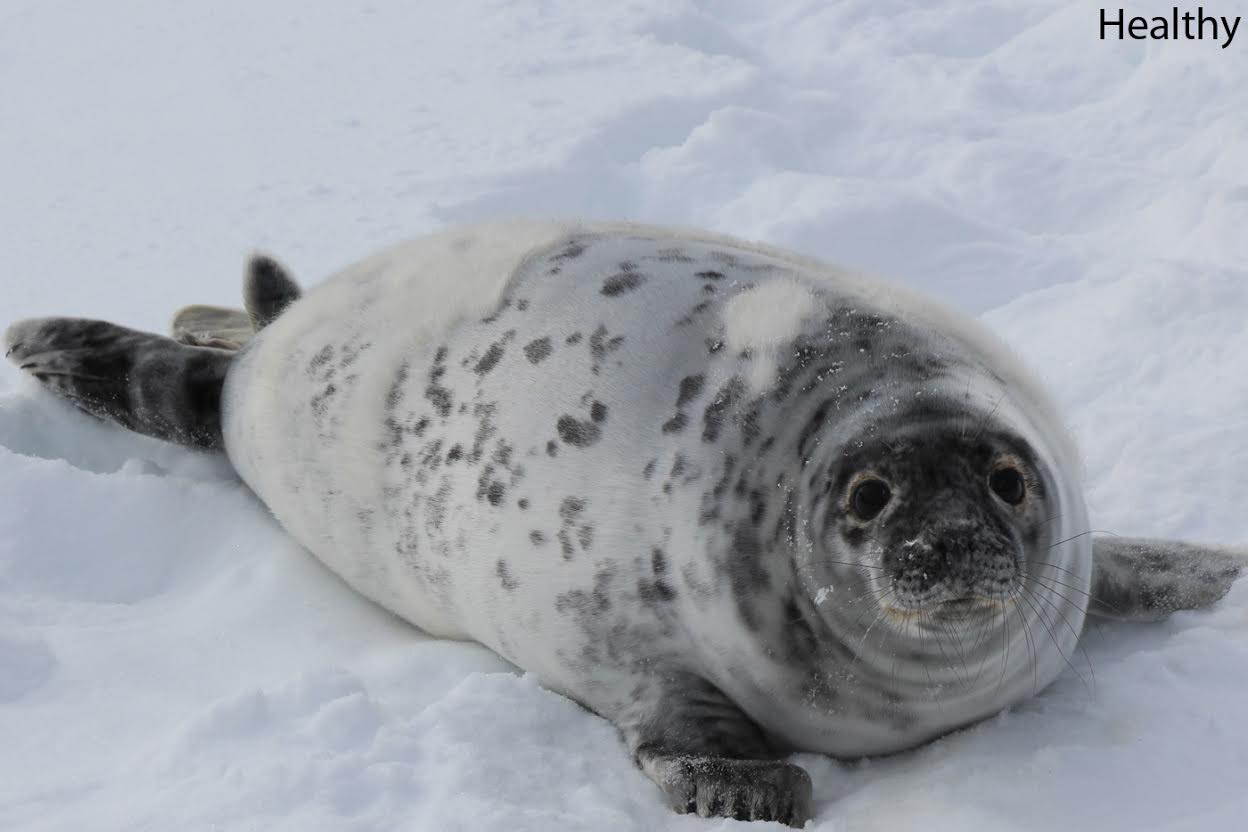 Nothing fishy about seals on P.E.I. shores, says Marine Animal Response ...