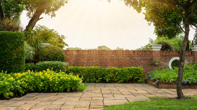 15 Small Trees That Love Full Sun