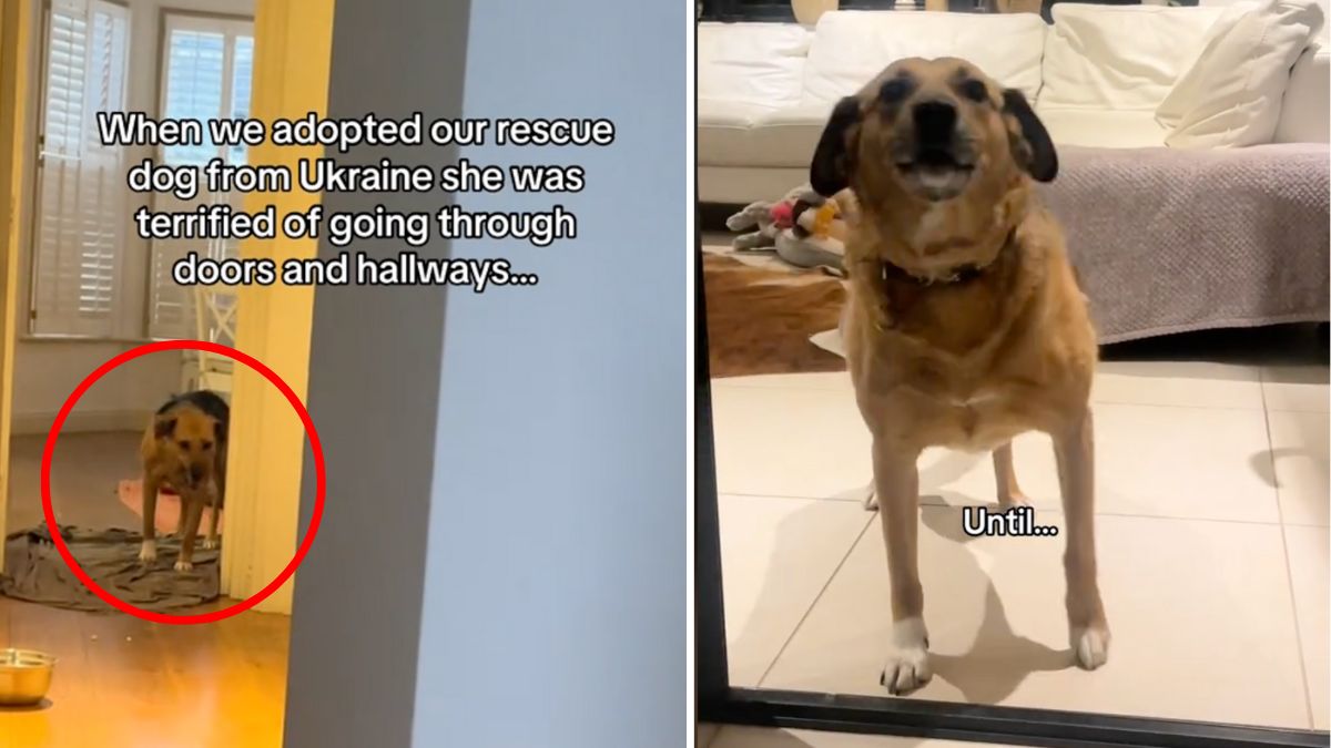 Fearful Ukraine Rescue Dog Couldn’t Bring Herself to Walk Through Doors ...