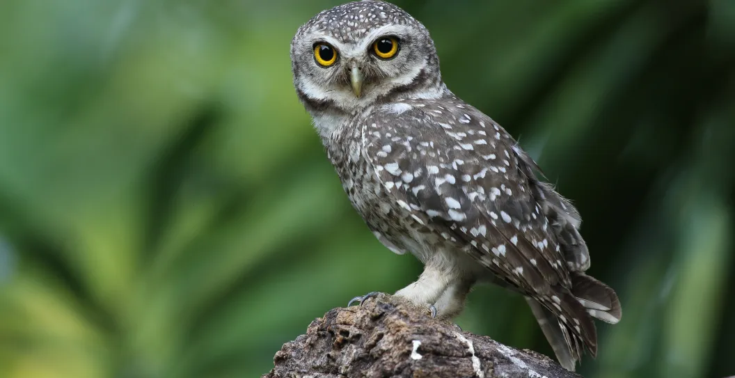 In Order To Save Spotted Owls, Federal Government Plans To Kill 500,000 ...