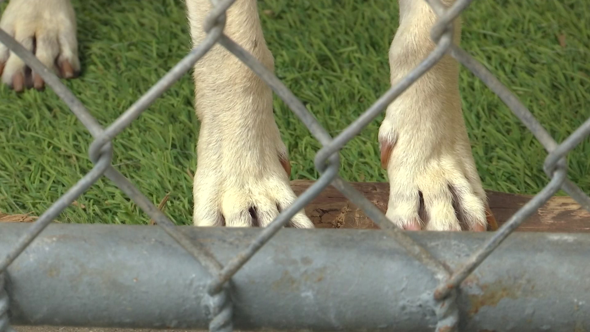 SPCALA seeks donations amid pet food supplies shortage