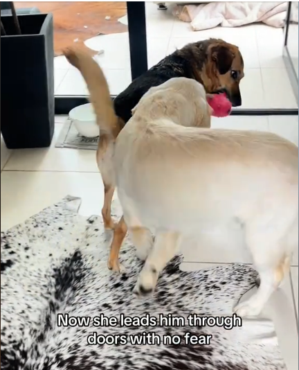 Fearful Ukraine Rescue Dog Couldn’t Bring Herself to Walk Through Doors ...