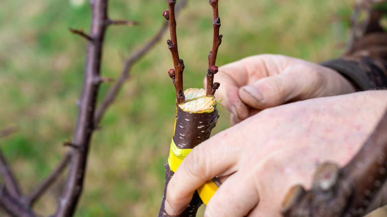 A Beginner's Guide To Grafting Fruit Trees (And Common Mistakes To Avoid)