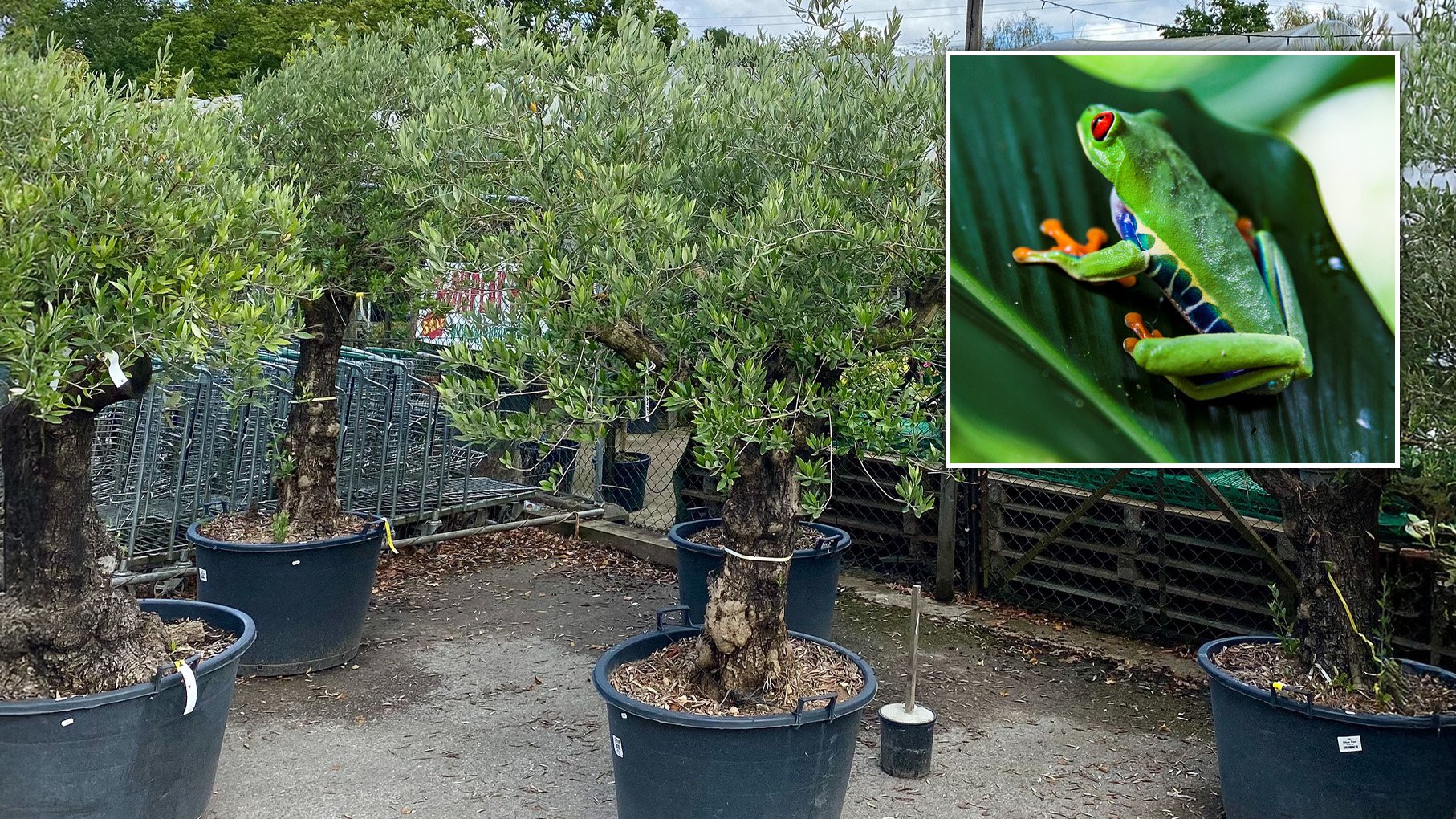 Warning after stowaway snakes and tree-frogs hide in common potted plants