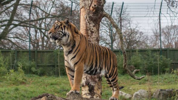 Zoo's £2,000 tiger experience branded 'exploitation' by animal rights ...