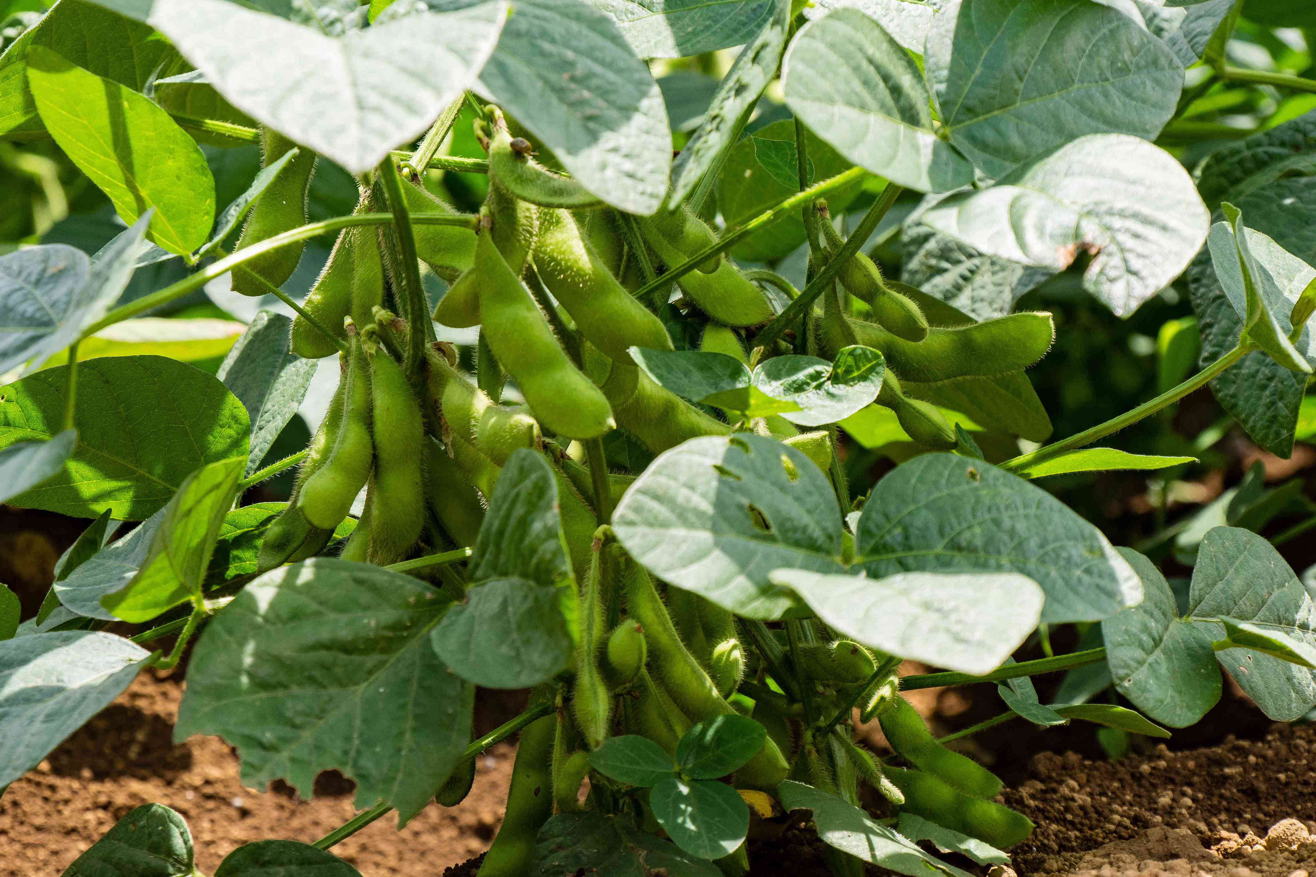 How to Grow and Care for Edamame Plants for a Fresh Vegetable Garden ...