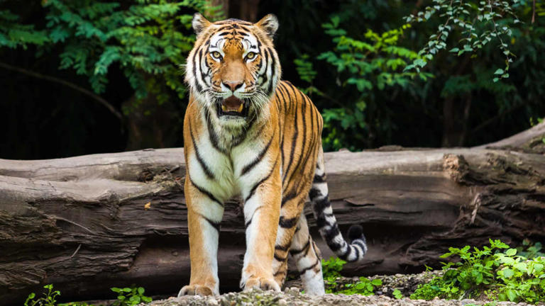 These astonishing tiger facts explain why they’ve earned their ...