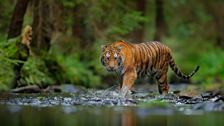 These astonishing tiger facts explain why they’ve earned their ...