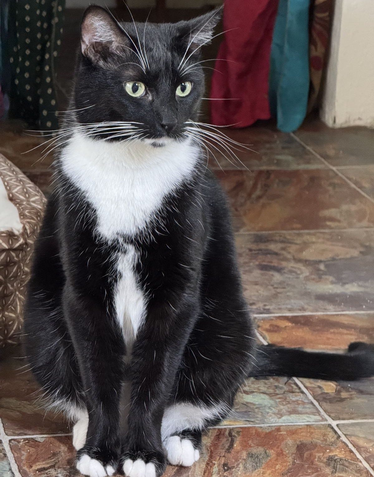 Can cats eat eggs? Here's how the food fits in your feline's diet.