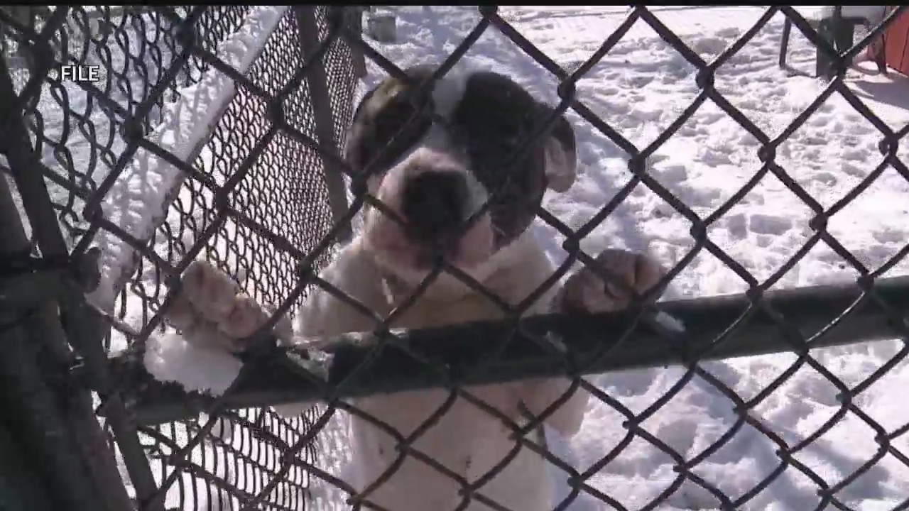 Animals can die, lose limbs if not brought inside during extreme cold ...