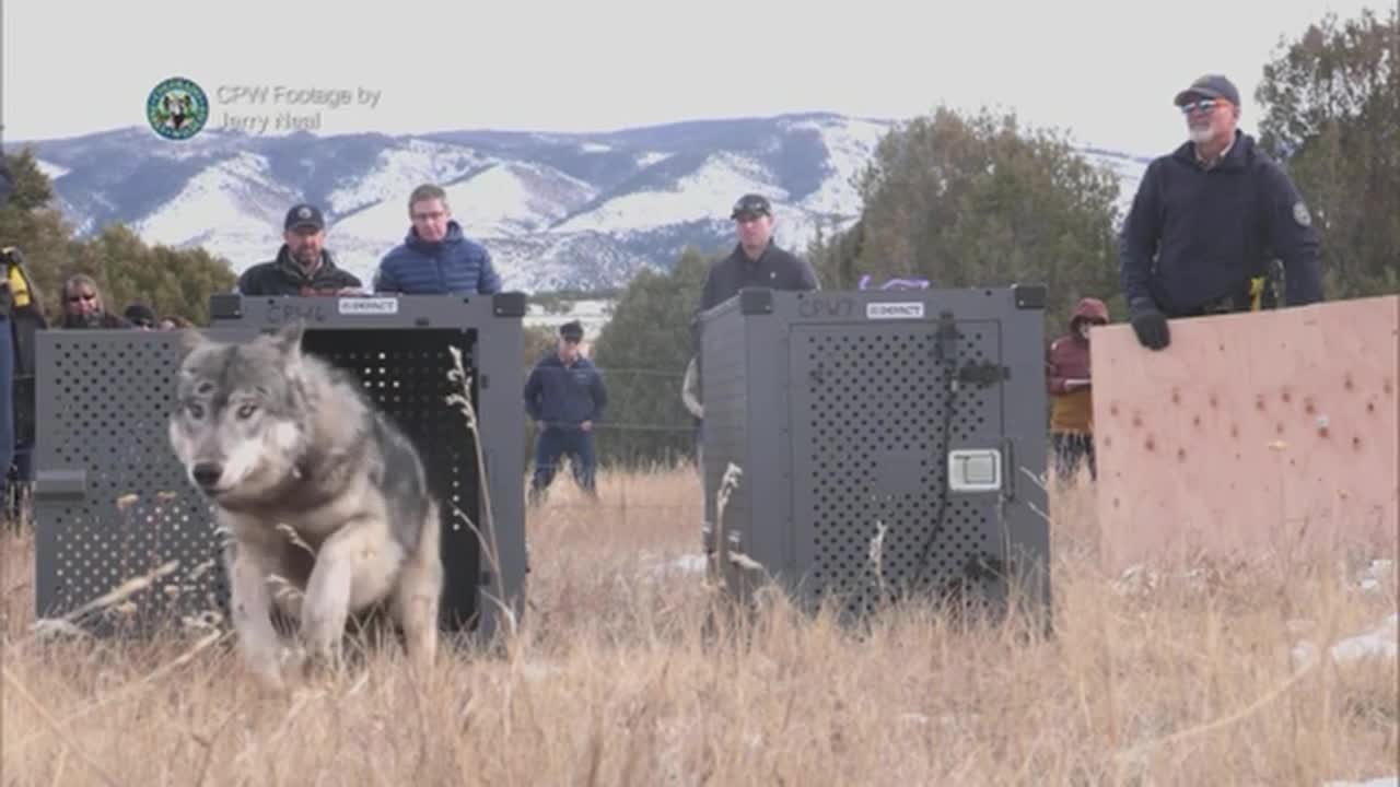 Reflections on 30 years of Yellowstone wolf reintroduction: insights ...