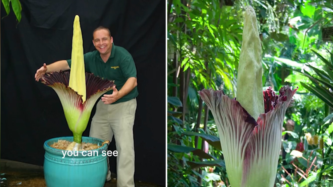 Reeking Sydney 'corpse flower' may bloom tonight