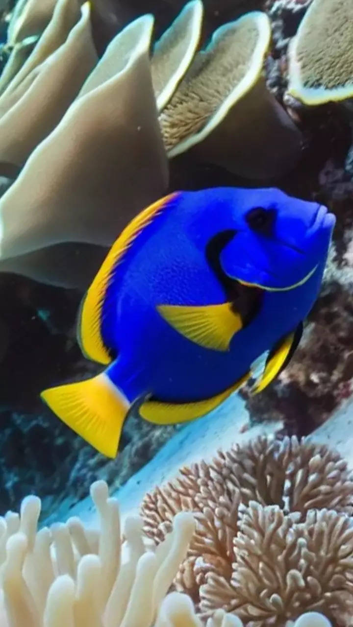 10 most beautiful sea animals