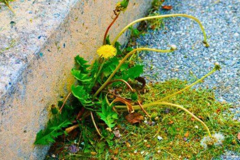 Homeowners' common mistakes leading weeds to 'take over' gardens