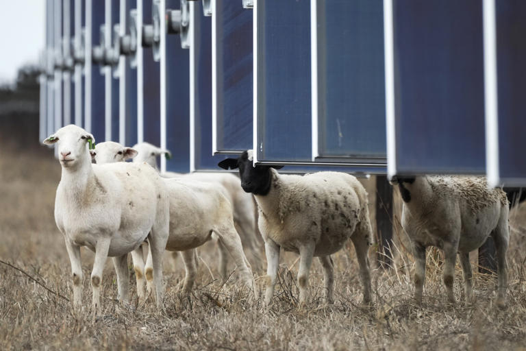 Solar farms are booming in the US and putting thousands of hungry sheep to work