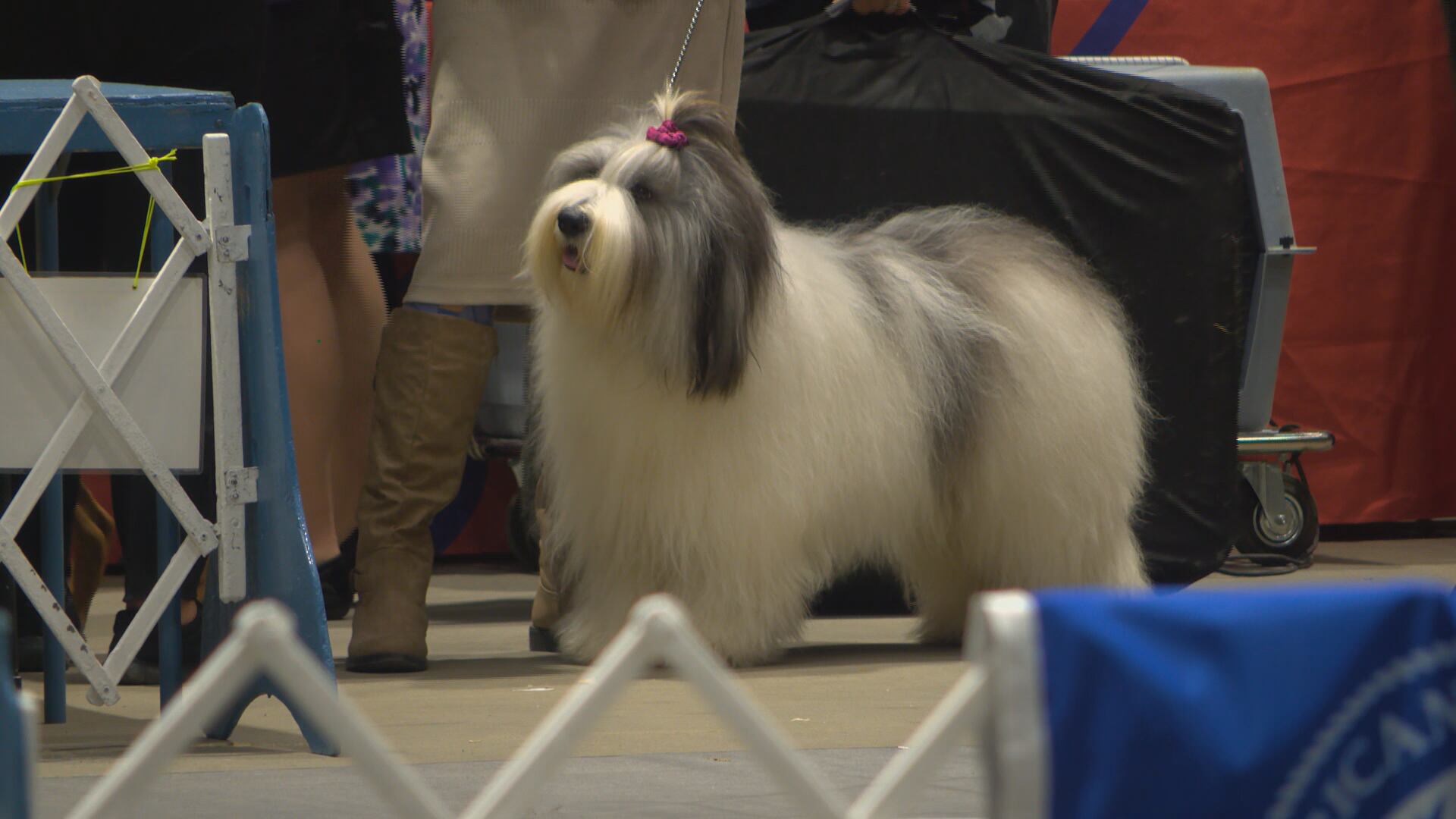 2025 Annual Magnolia Classic Dog Show at the MS State Fairgrounds