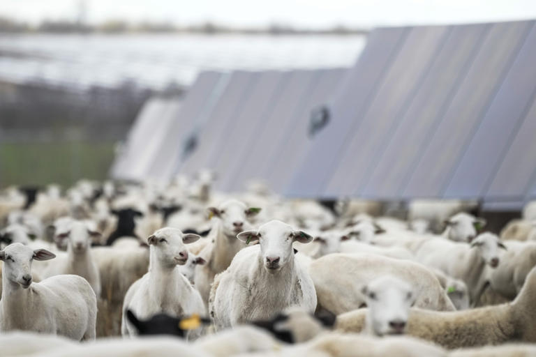 Solar farms are booming in the US and putting thousands of hungry sheep to work