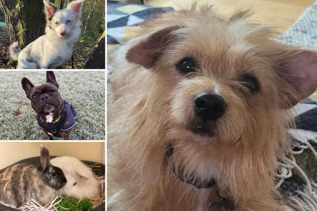 5 pets from RSPCA Brighton who are on the lookout for their forever homes