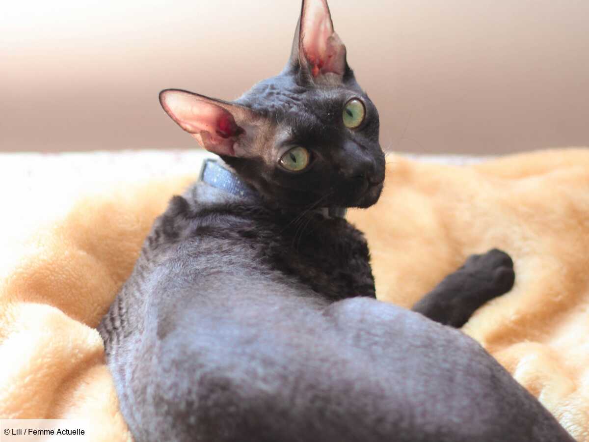 Le Cornish Rex, un chat au pelage frisé